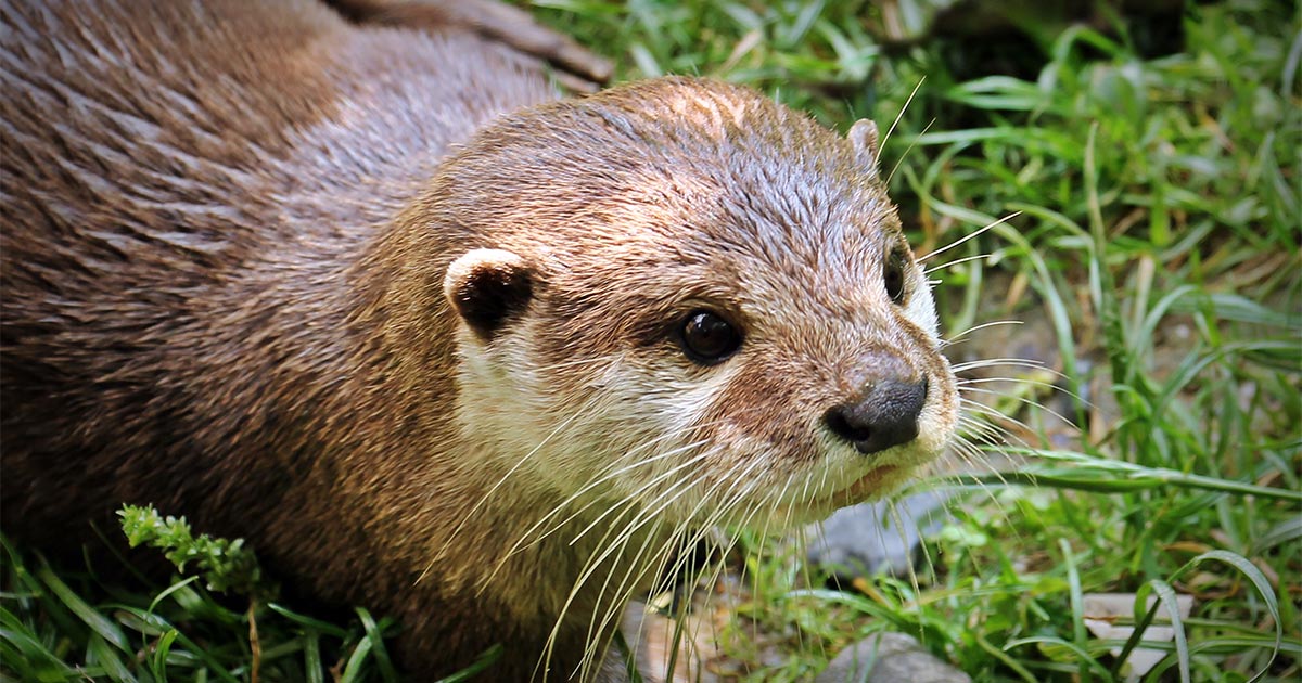 The Otter (or Sanguine) Temperament | MichaelChristian.us