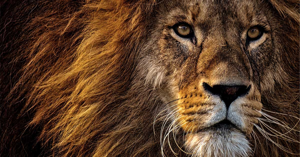 The Lion or Choleric Temperament | MichaelChristian.us